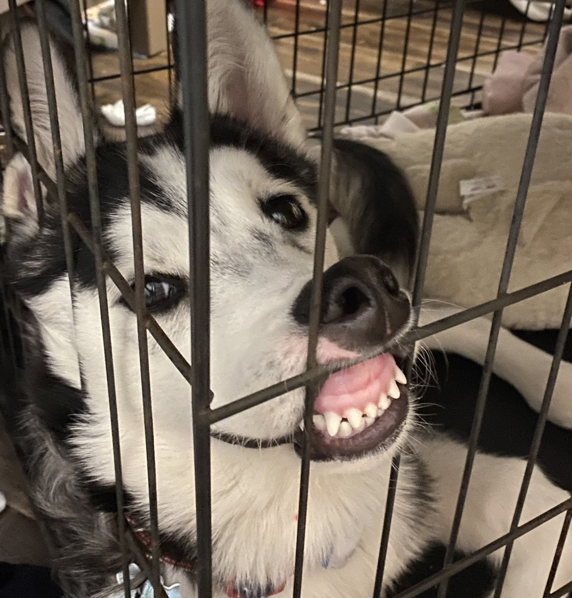 Hufky Memes Husky Love GIFs | Tenor