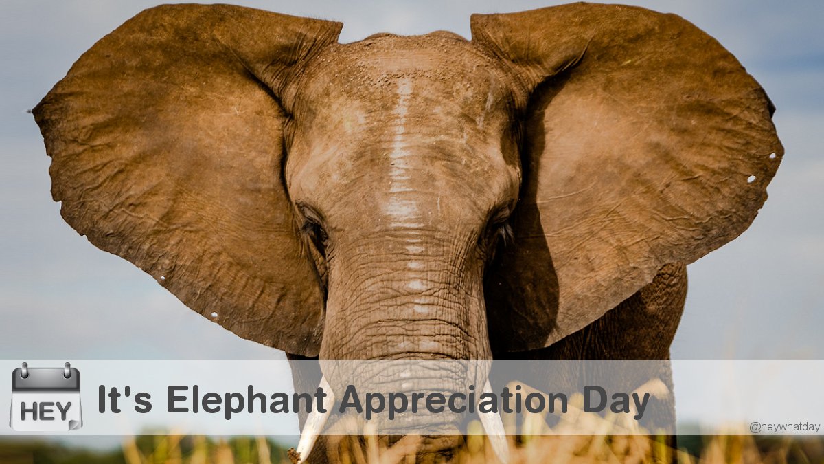 Elephant Appreciation Day