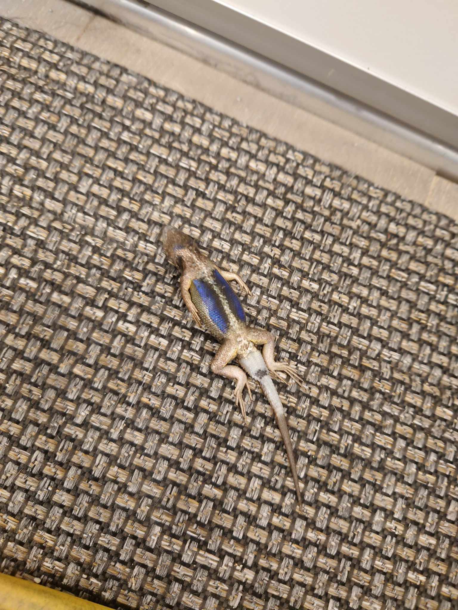 咲友 - Sayu🎐Graduated: Oct 21st on Twitter: "BRO I CAN'T-- THIS IS THE SECOND DEAD LIZARD I'VE ...