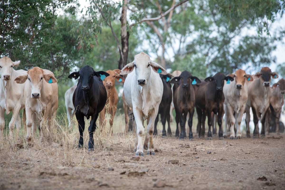 Regenerative Grazing Principles | RCS Australia
