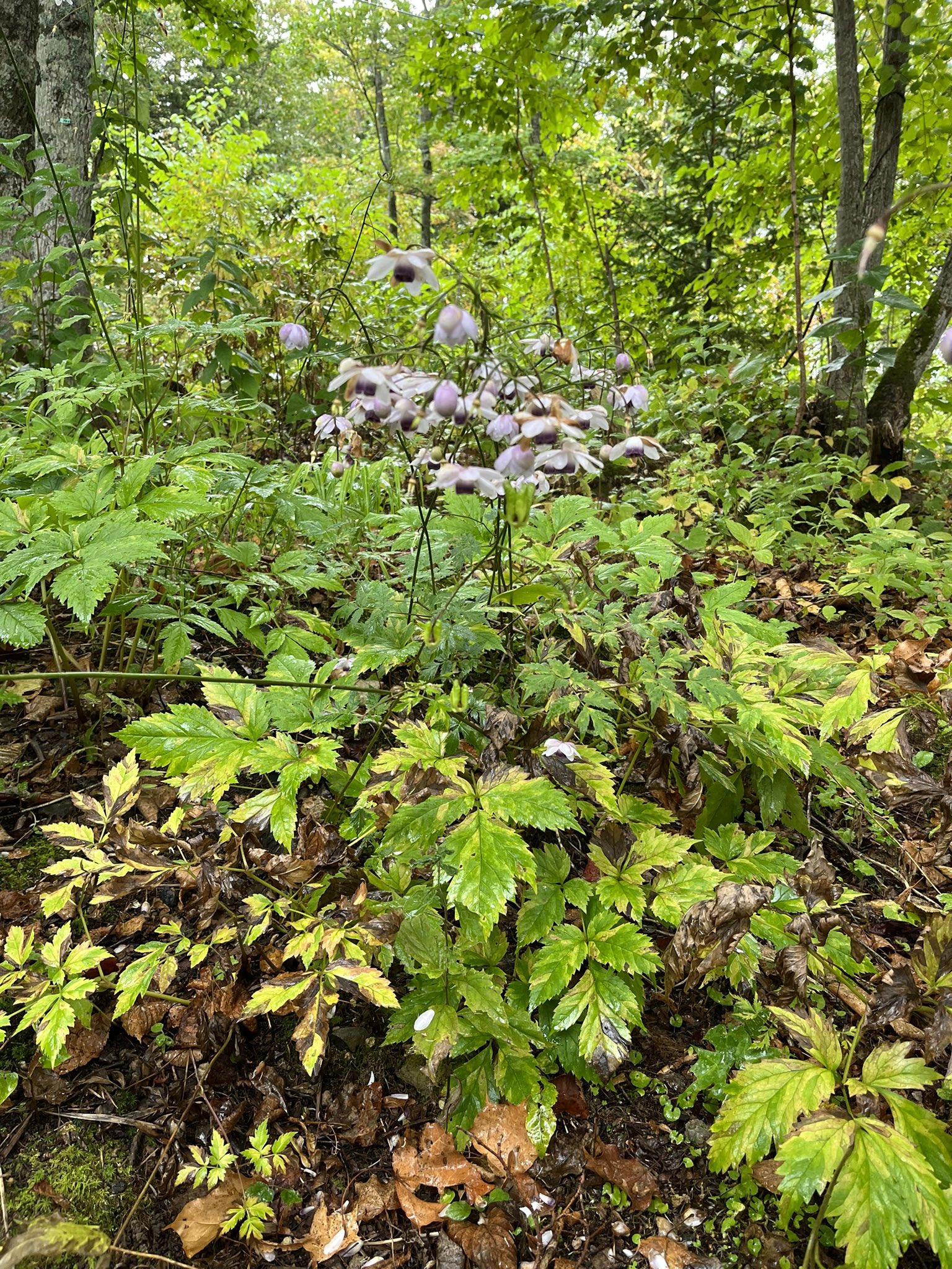 suzu_kita on Twitter: "https://t.co/rNHLGXeNbj" / Twitter