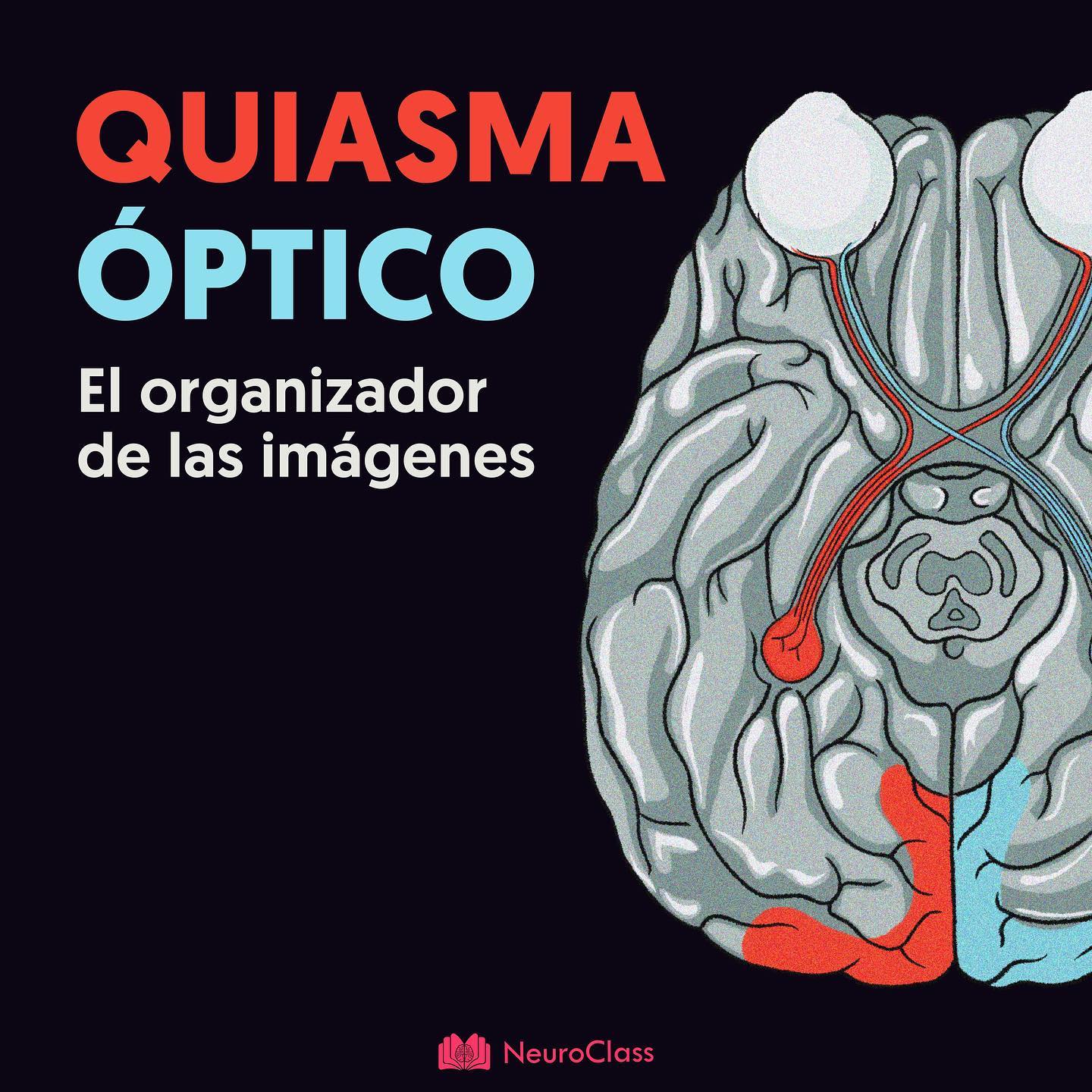 Quiasma Optico Esencial Tener Un Campo Visual Binocular Completo Para