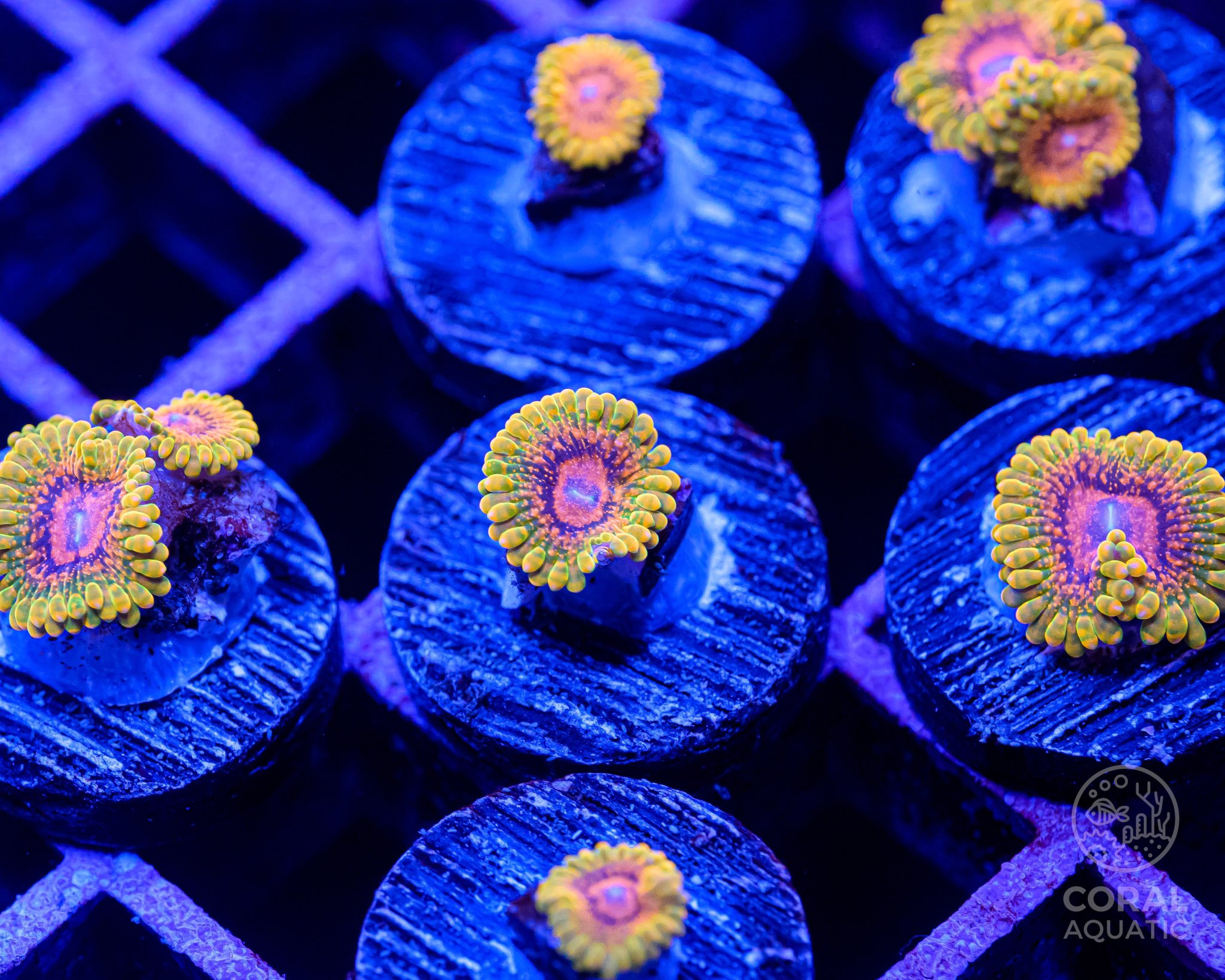 CORAL AQUATIC on Twitter: "養生中のGrand Master Krakatoa Zoanthids (GMK) 近日中にウェブストアにアップします！ https ...