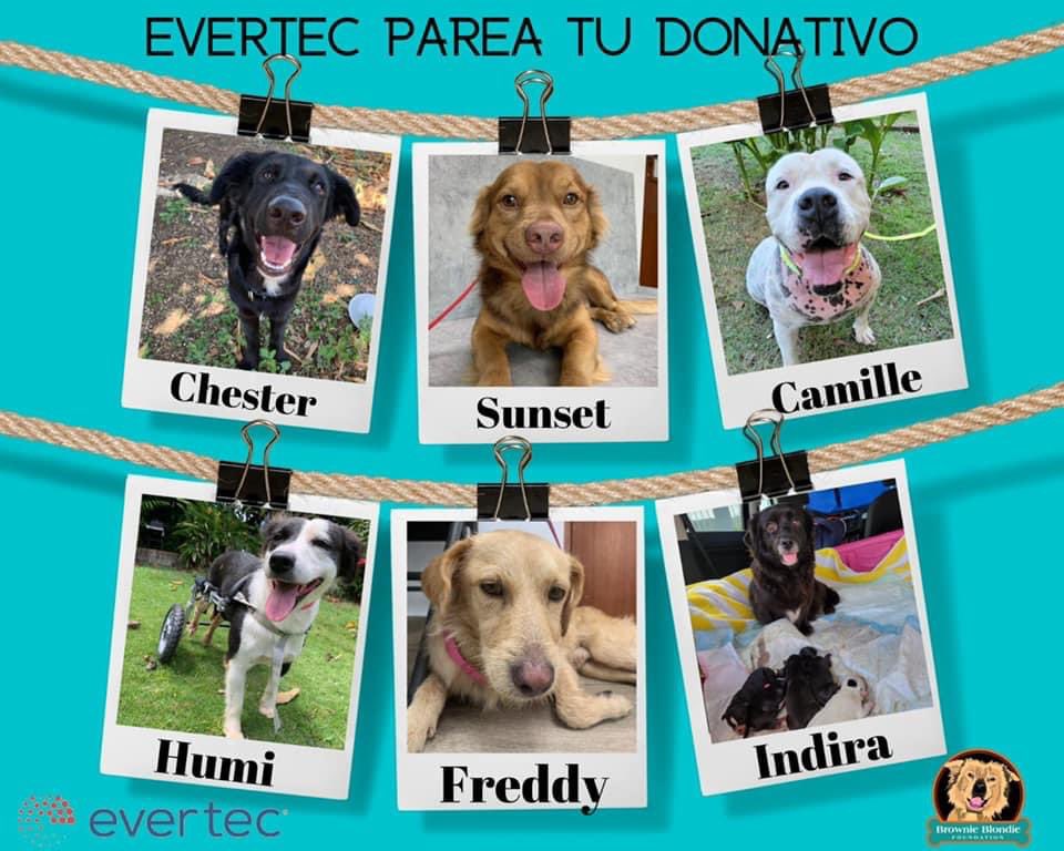 Evertec (@Evertec_Inc) / Twitter