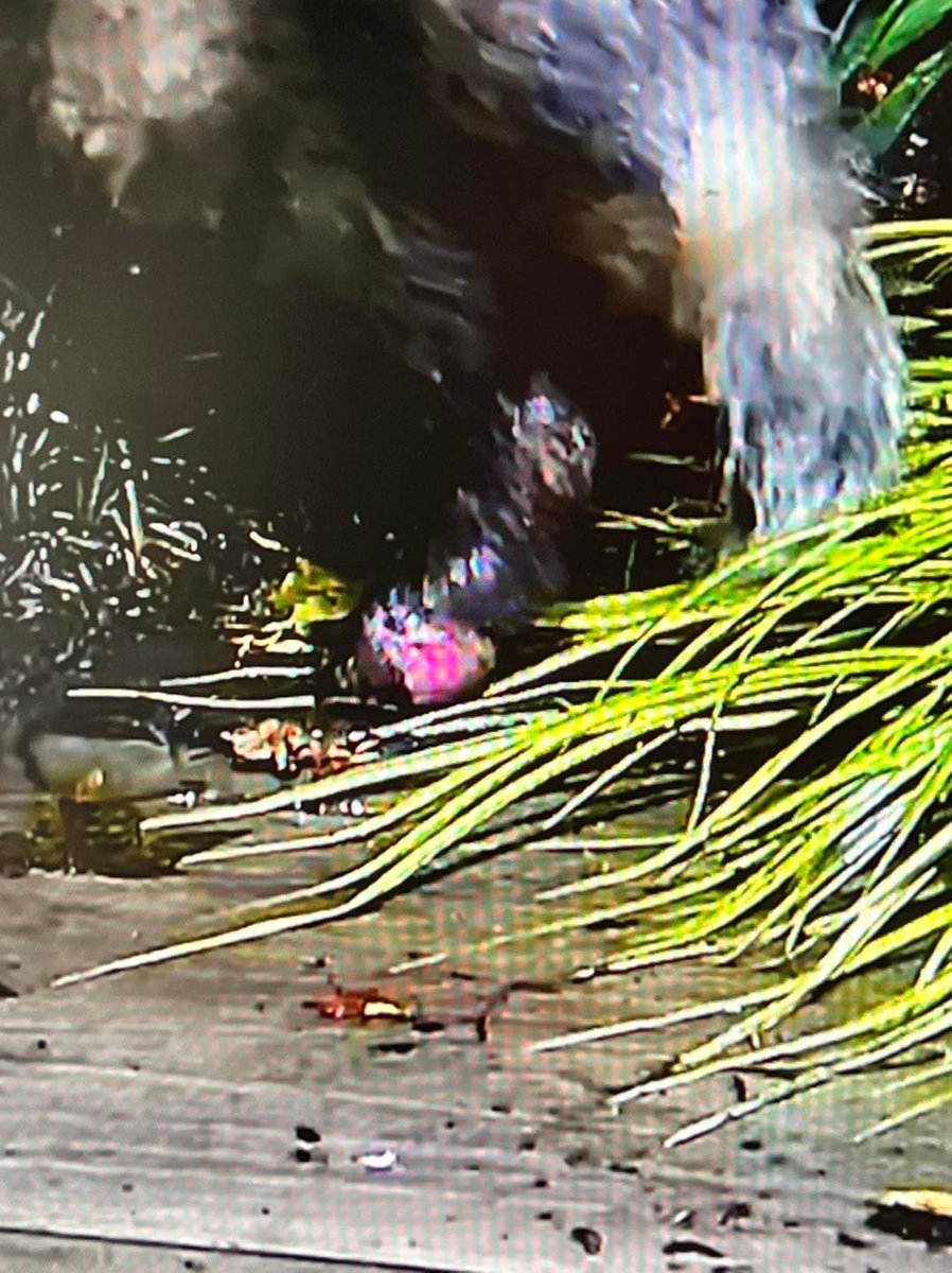 Mr Lumpy & Friends's Threads – Thread Reader App