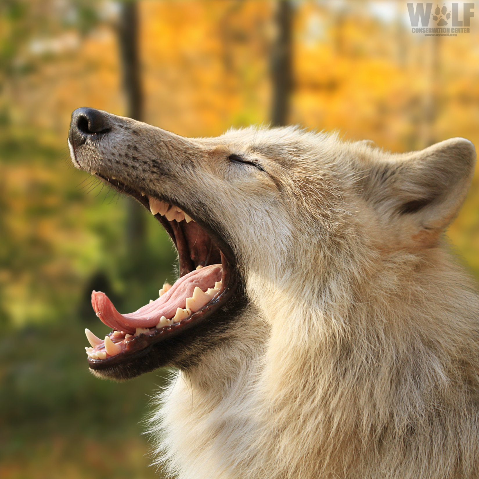 Are Wolves Teeth Different From Dogs