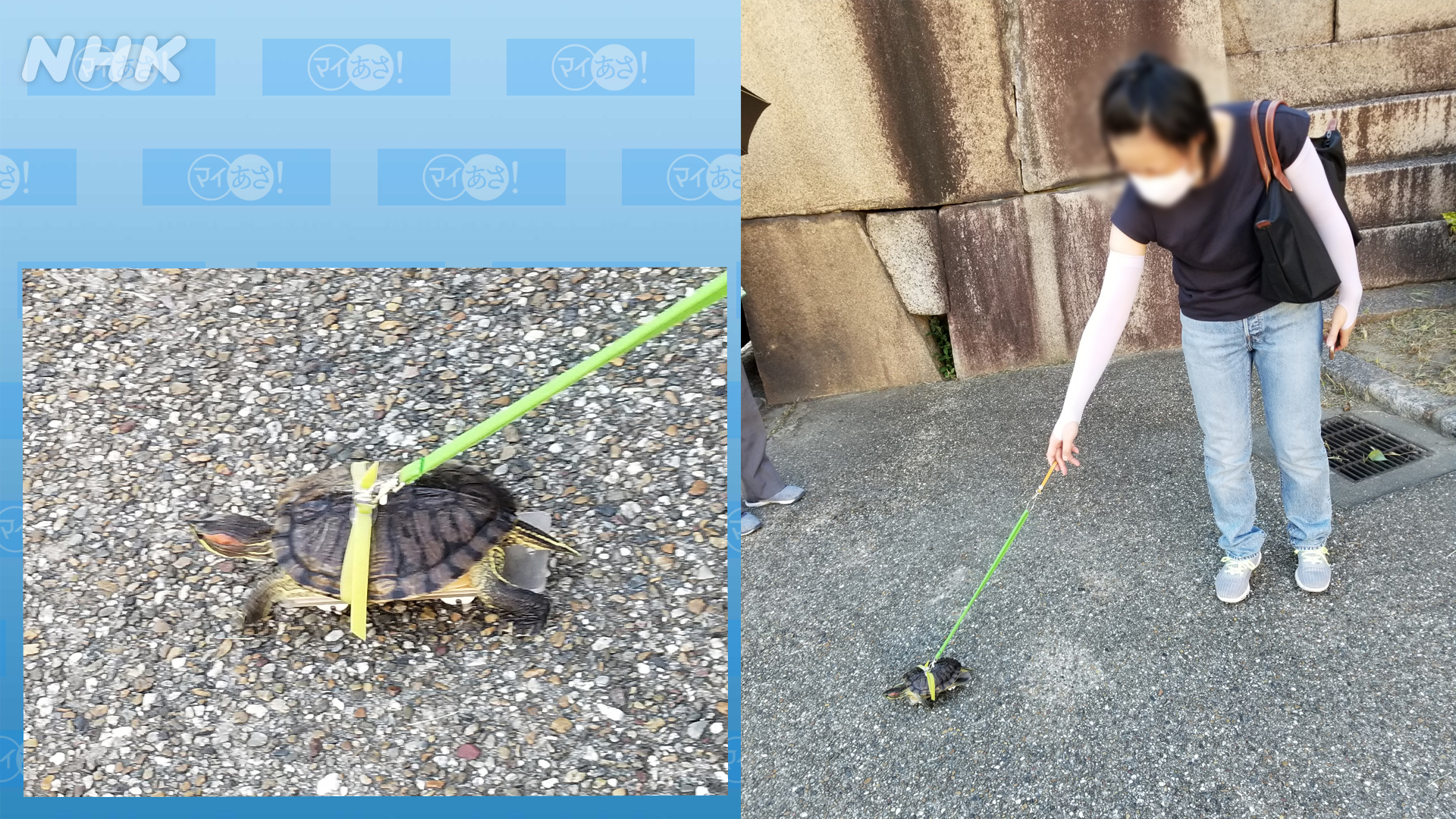 NHKラジオニュース on Twitter: "#マイあさ #ぶっちリポート けさは 大阪城公園を散歩する珍ペット。 写真は 大阪城公園を散歩している亀！ よく見ると・・・・ https ...