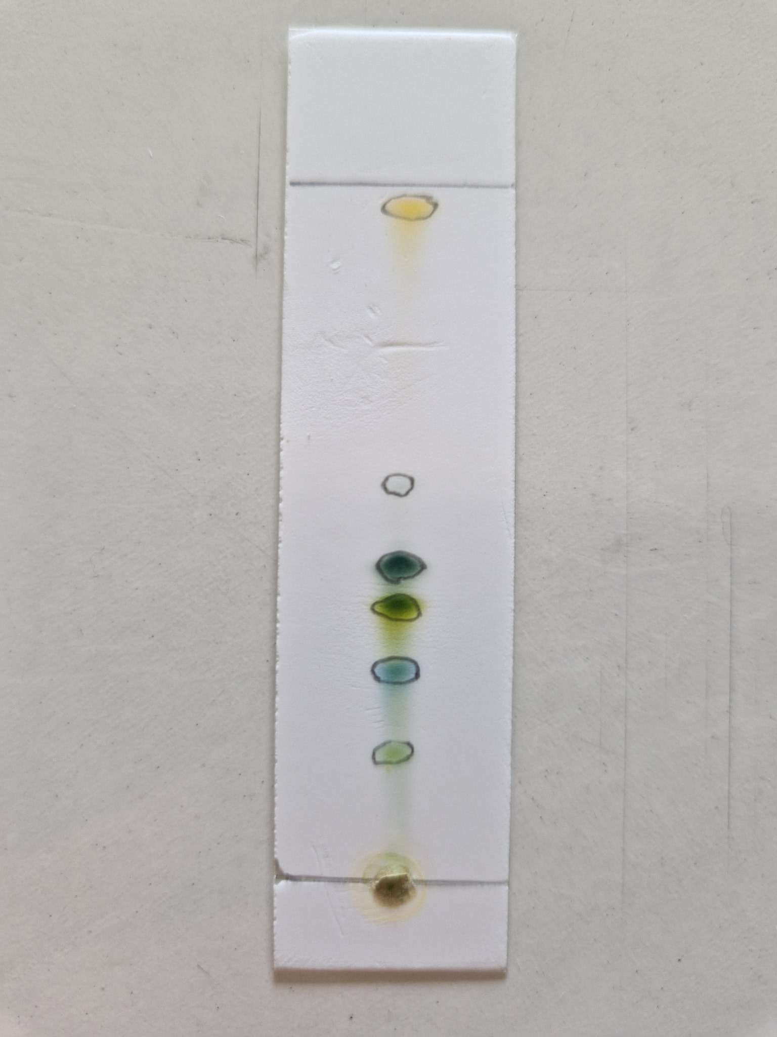 Photosynthetic Pigments Chromatography
