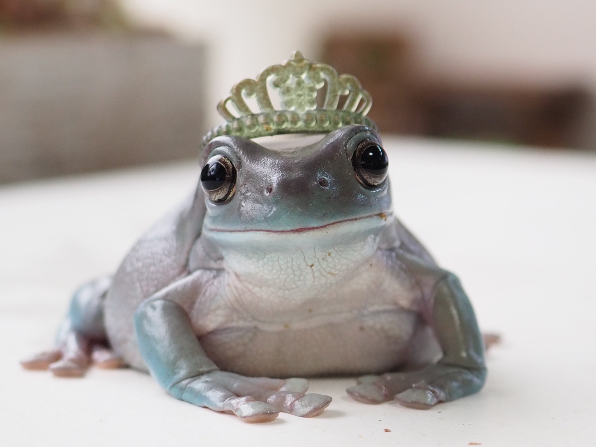 ぴよ@カエルと暮らす on Twitter: "わが家のプリンセス👑 https://t.co/OmbnL151gV" / Twitter