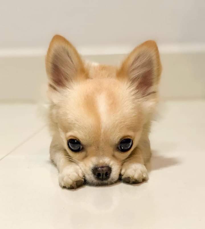 ꧁スカーレット꧂29K on Twitter: "RT @BalloonsBenji: 💫😍👇💫💫🐾😻💫 🌬 Lovely!!💕💫🐶💫 💙💖💚 ...