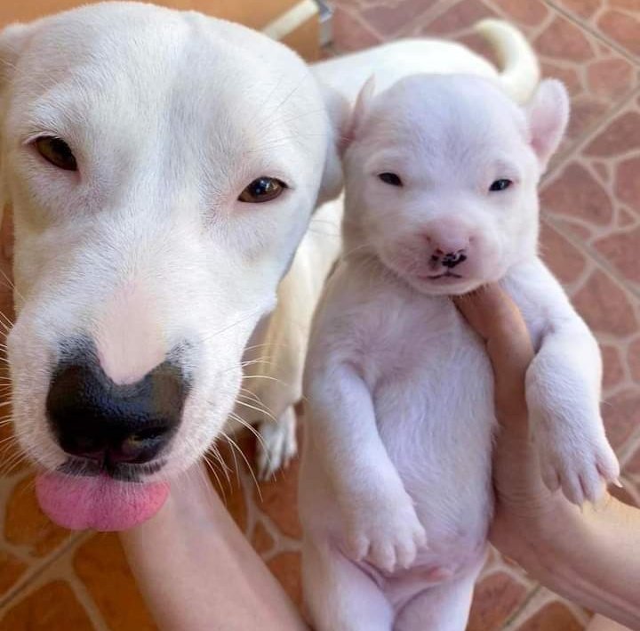 ꧁スカーレット꧂29K on Twitter: "RT @BalloonsBenji: 💫😍👇💫💫🐾😻💫 🌬 Lovely! 💕💫🐶💫 💙💖💚 ...