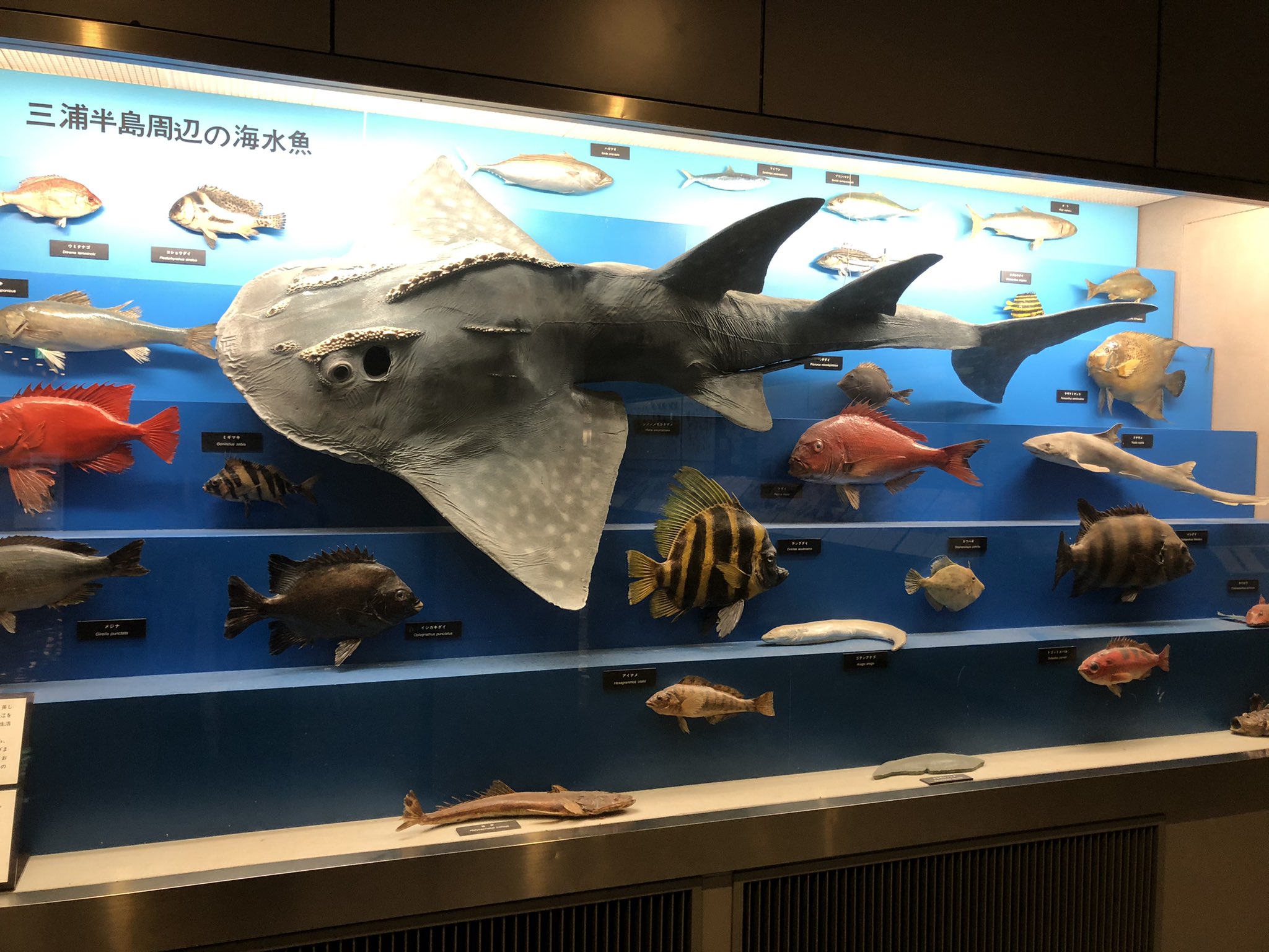 yanbo on Twitter: "無料で良いんですか…？ってくらい見応えがある https://t.co/V9358iGHHg" / Twitter