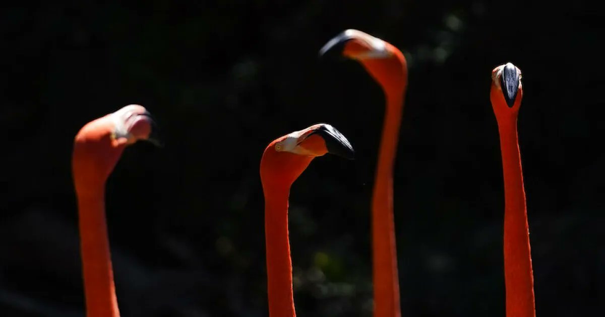 Flamingos in Florida rode out Hurricane Ian by taking shelter inside ...