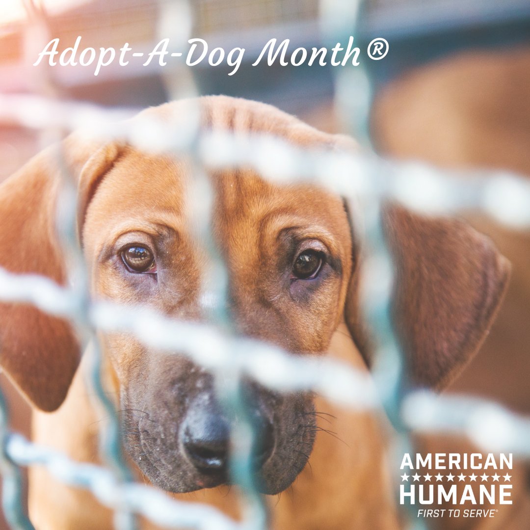 This Month, Celebrate the Dolphins! - American Humane - American Humane