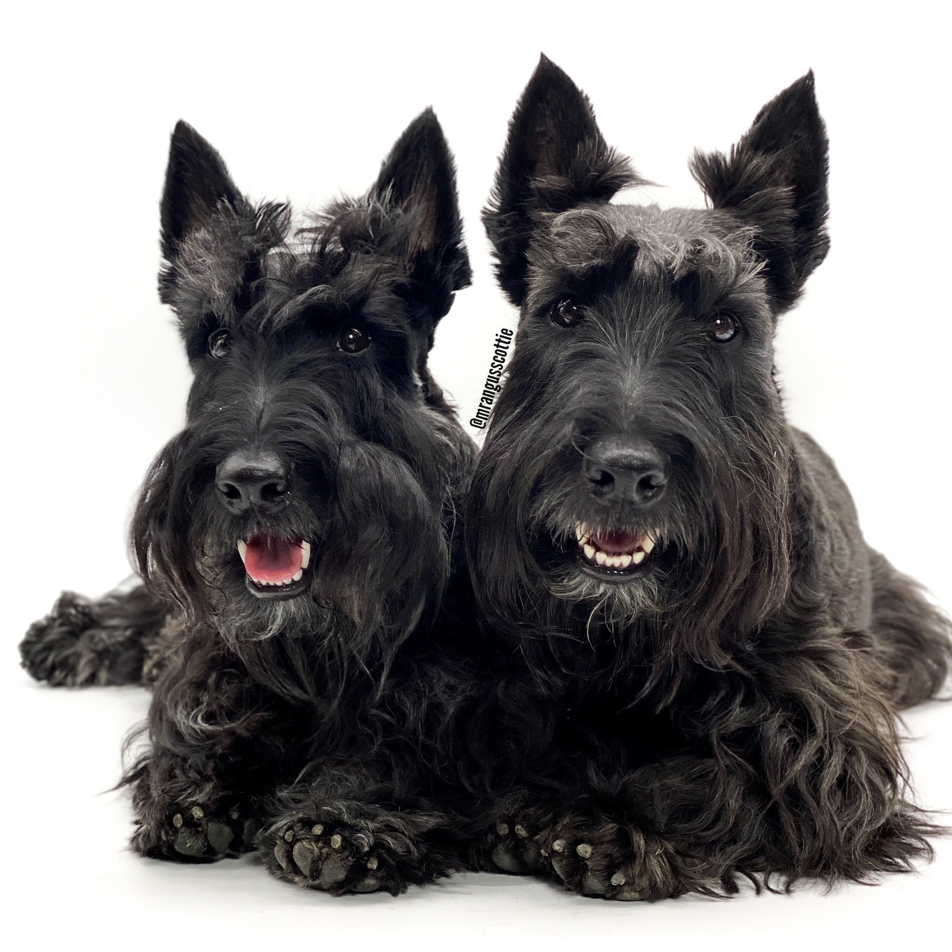 Are Black Dogs More Aggressive