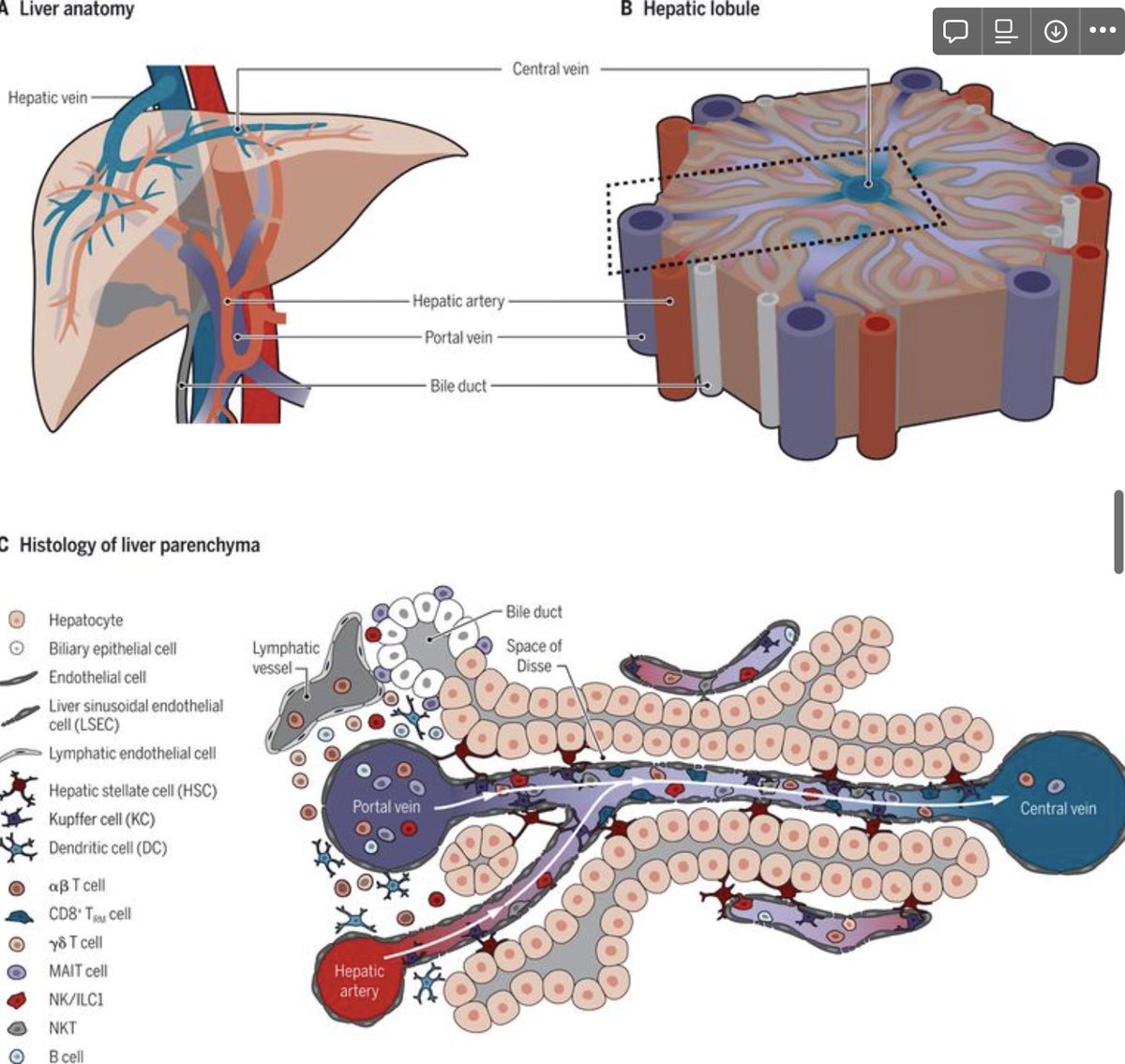 🔮 ALL DISEASE BEGINS IN THE GUT (THREAD) 🔮 It is of CARDINAL importance ...
