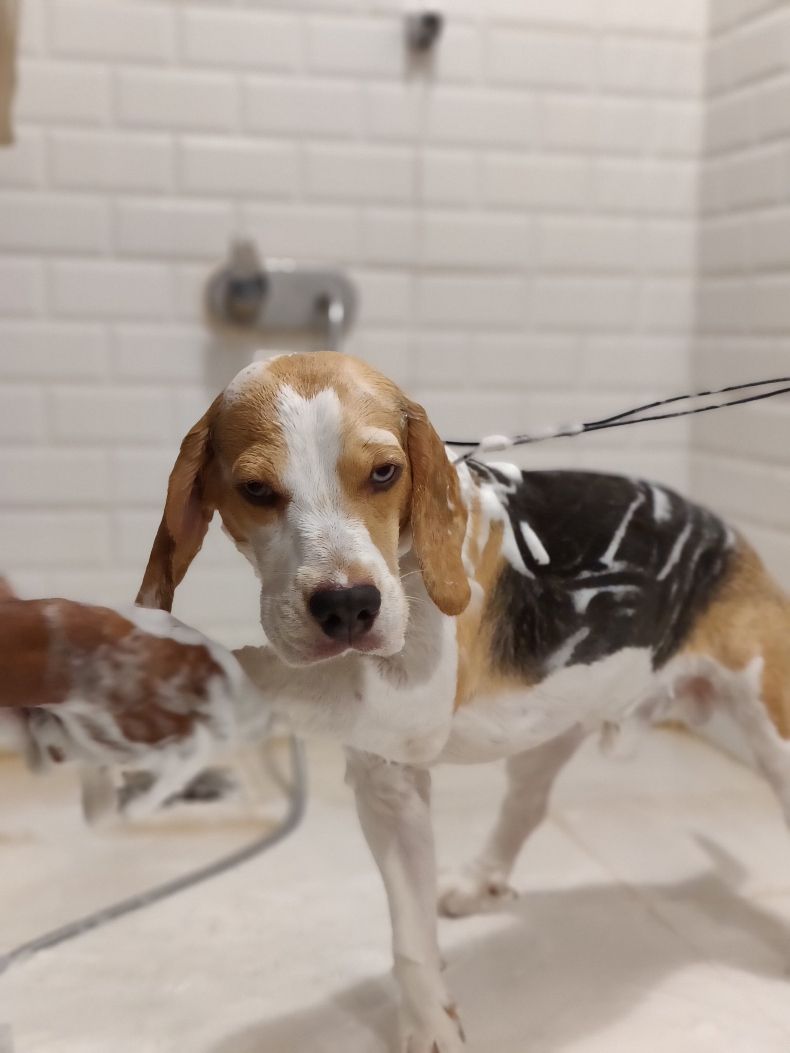 Do Beagles Need Haircuts