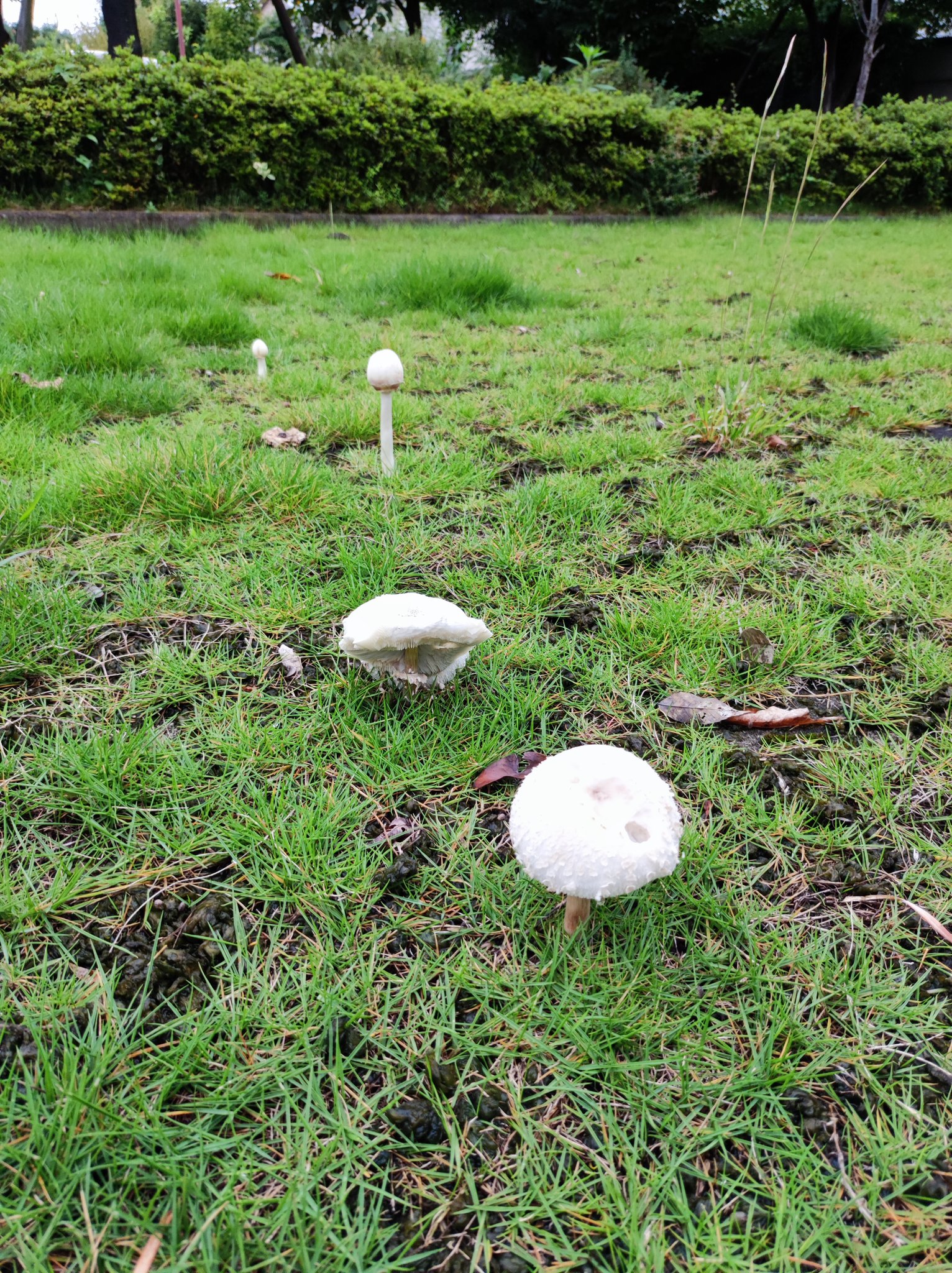 Y.T Saitama AD966/JO1LNK (@toba966) / Twitter