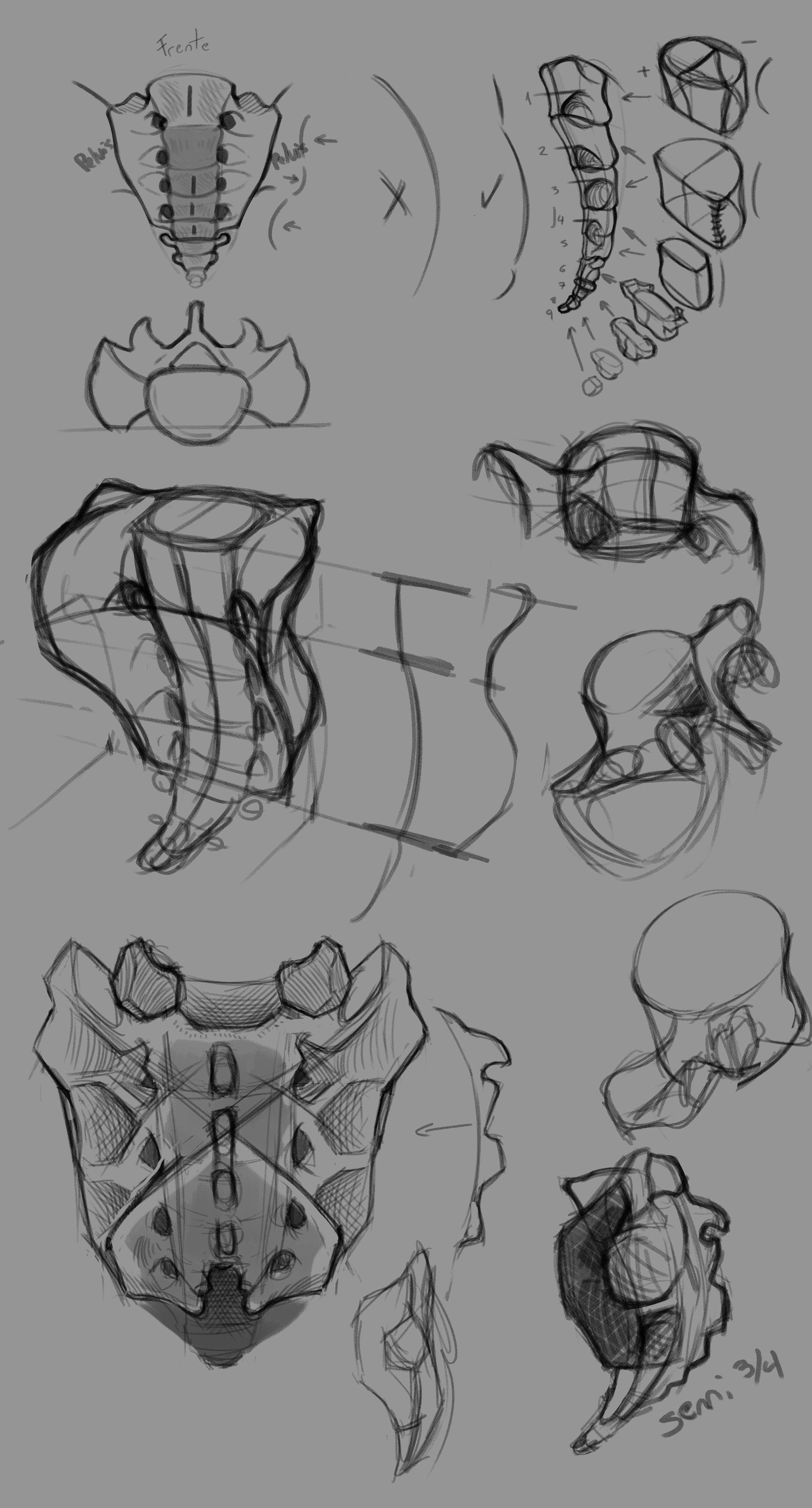 LucasKM (COMMISSIONS OPEN) on Twitter: "These days I was absent because I was practicing anatomy ...