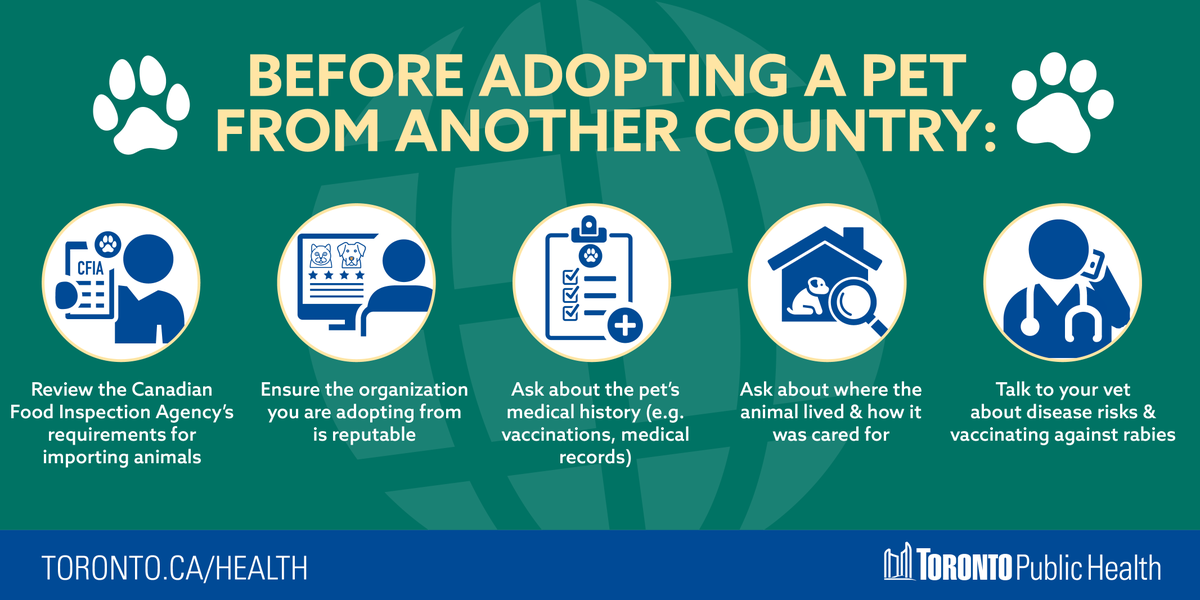 Do You Need A Dog License In Toronto