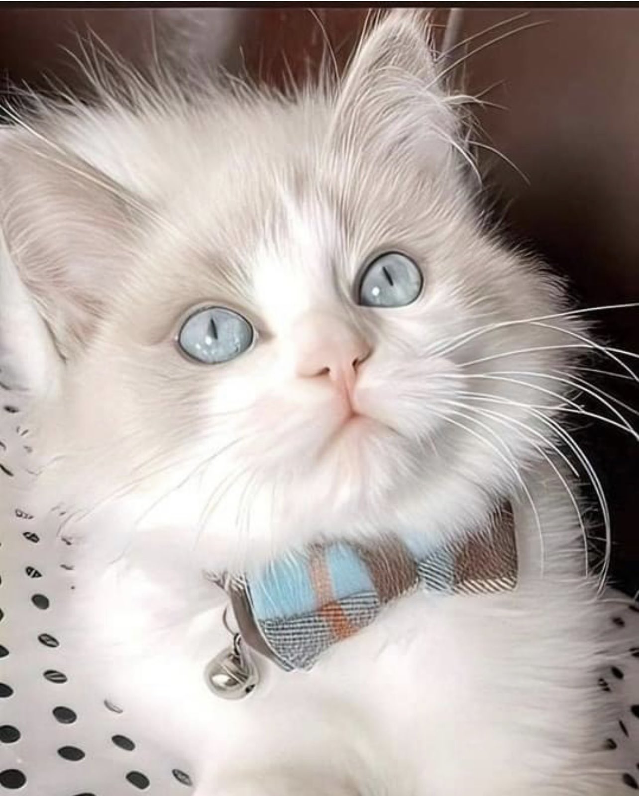 ꧁スカーレット꧂29K on Twitter: "RT @monicasloves: Good morning everyone ...