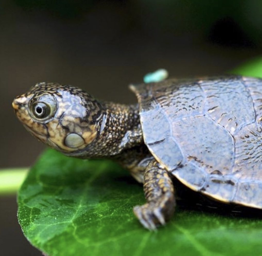 Biggest Turtle In The World 2022