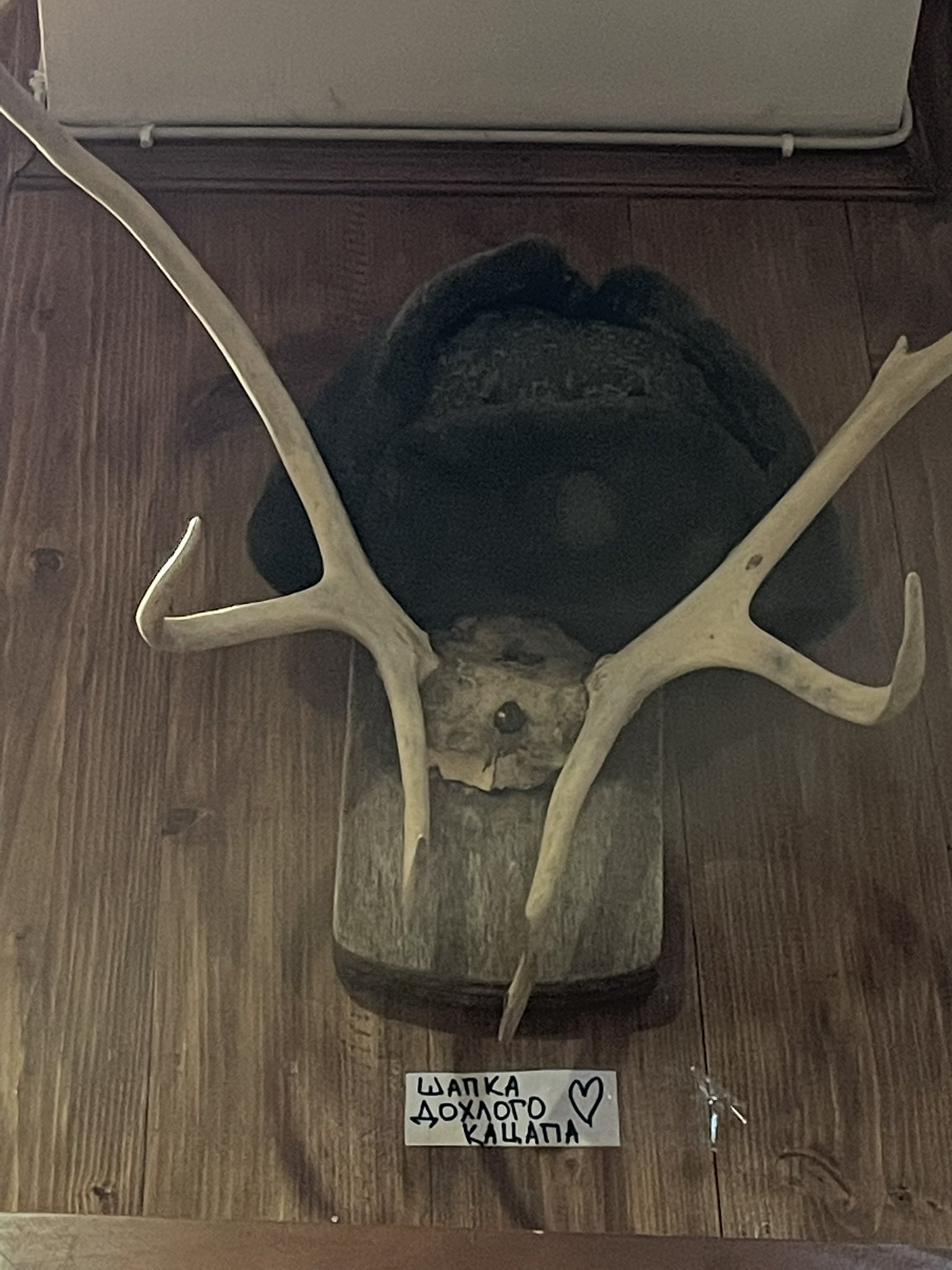 Заїбусінка🇺🇦 (@Flaumig_Igel) / Twitter