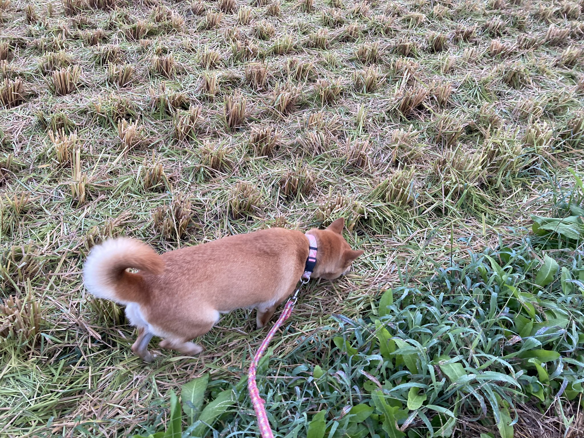 山陰柴犬^ᴥ^もなか (@sanin_48_monaka) / Twitter