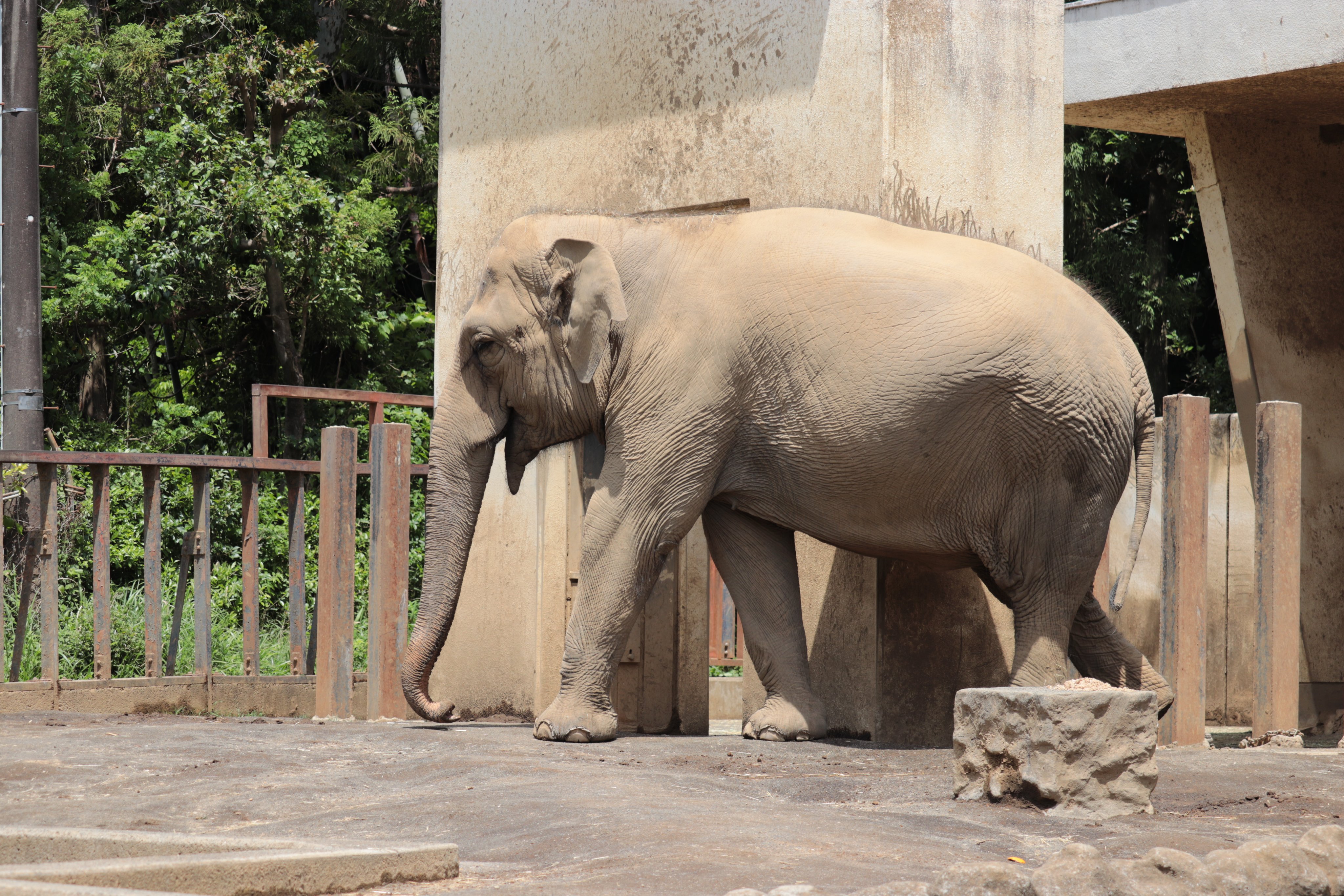 静岡市立日本平動物園 (@nhdzoo) / Twitter