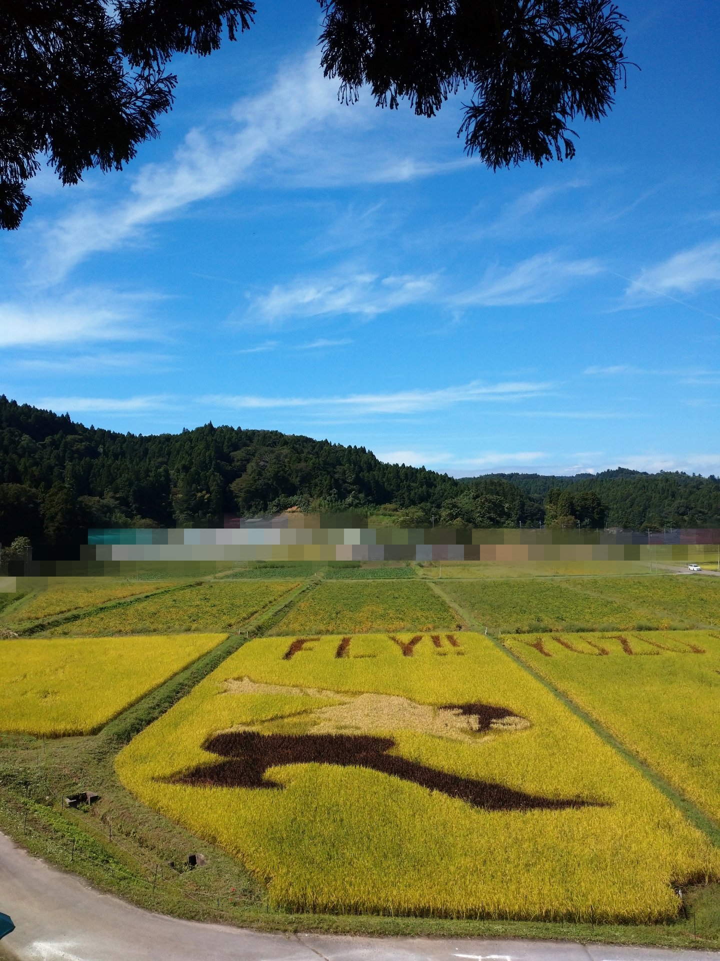 伊達手作り甲冑 ・『やすん』 on Twitter: "宮城県角田市の西根田んぼアート 羽生結弦選手等絵柄の状況 9月25日(日) 第114日目 その2 皆さんこんにちわ☺️ 今日は、良く晴れ ...