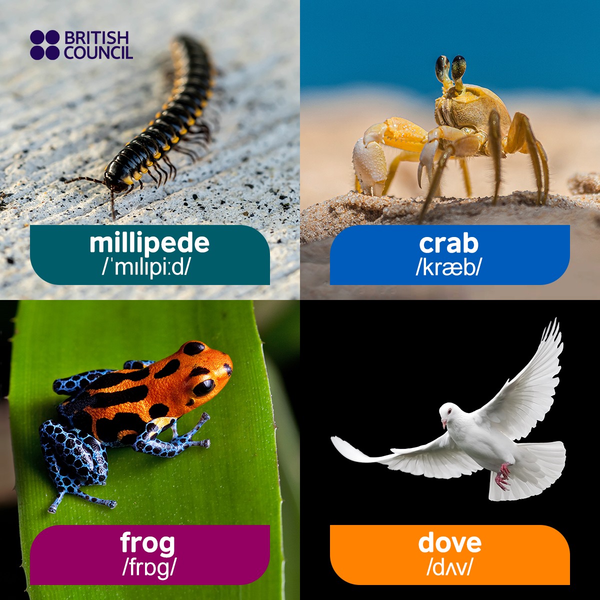 LearnEnglish on Twitter: "🦘Learn and practise animal vocabulary and ...