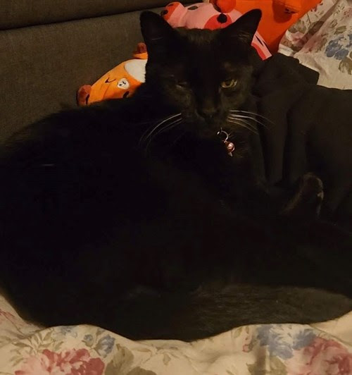 TW Pornstars - MsJamieFoster. Pictures and videos from Twitter. Page 3