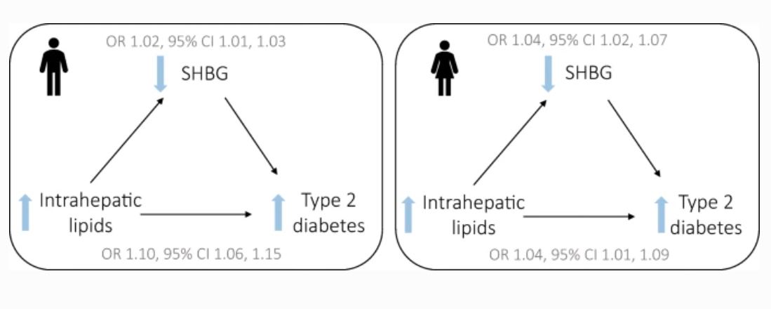 Diabetologia On Twitter Serum Sex Hormone Binding Globulin Is A