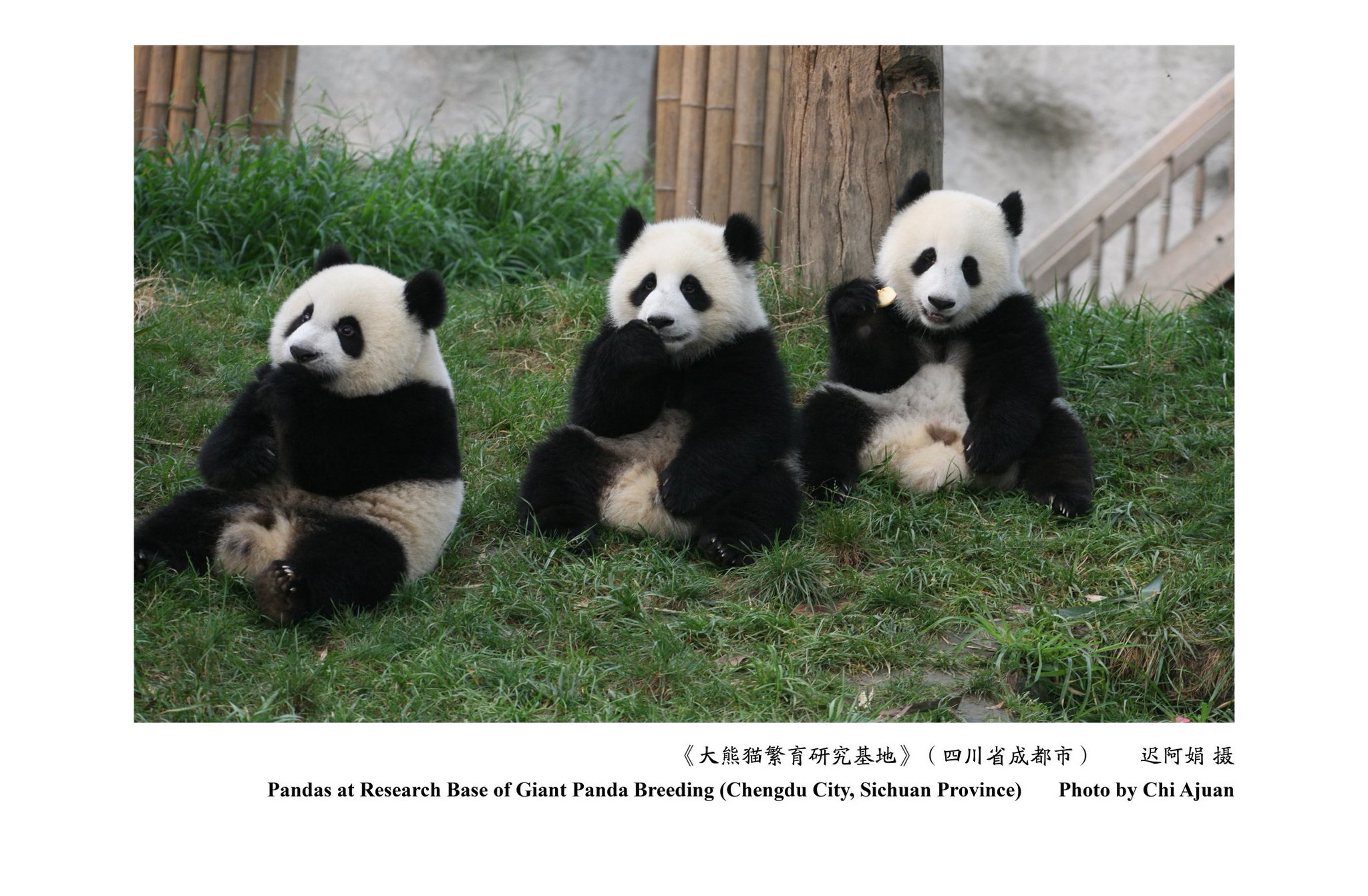 Zhang Heqing张和清 on Twitter: "Beautiful China: Man, Nature and Harmony ...