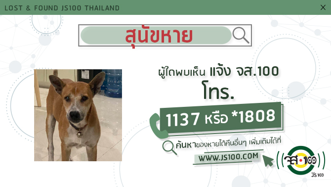 JS100 on Twitter: "สุนัขหายจากคอนโดในซ.ศรีนครินทร์ เขตประเวศ ผู้ใดพบเห็นแจ้ง JS100 โทร *1808 ...
