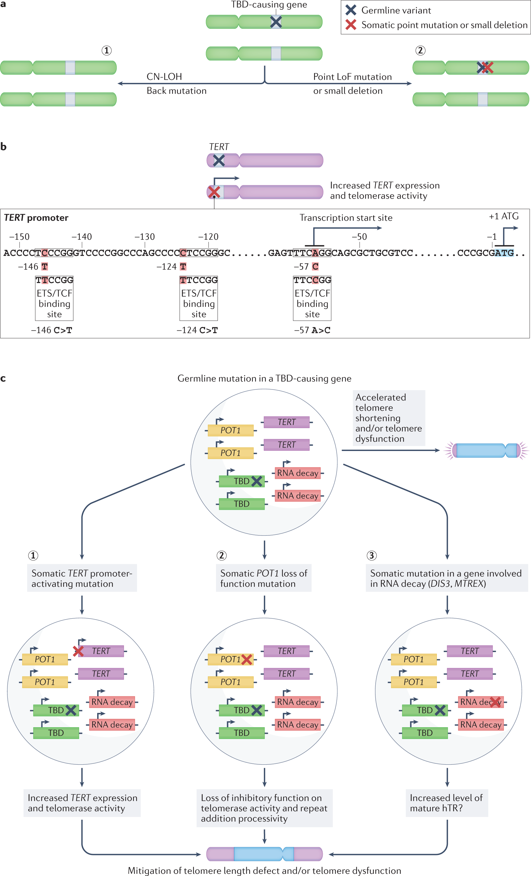 Nature Reviews Genetics on Twitter: "They also discuss the implications ...