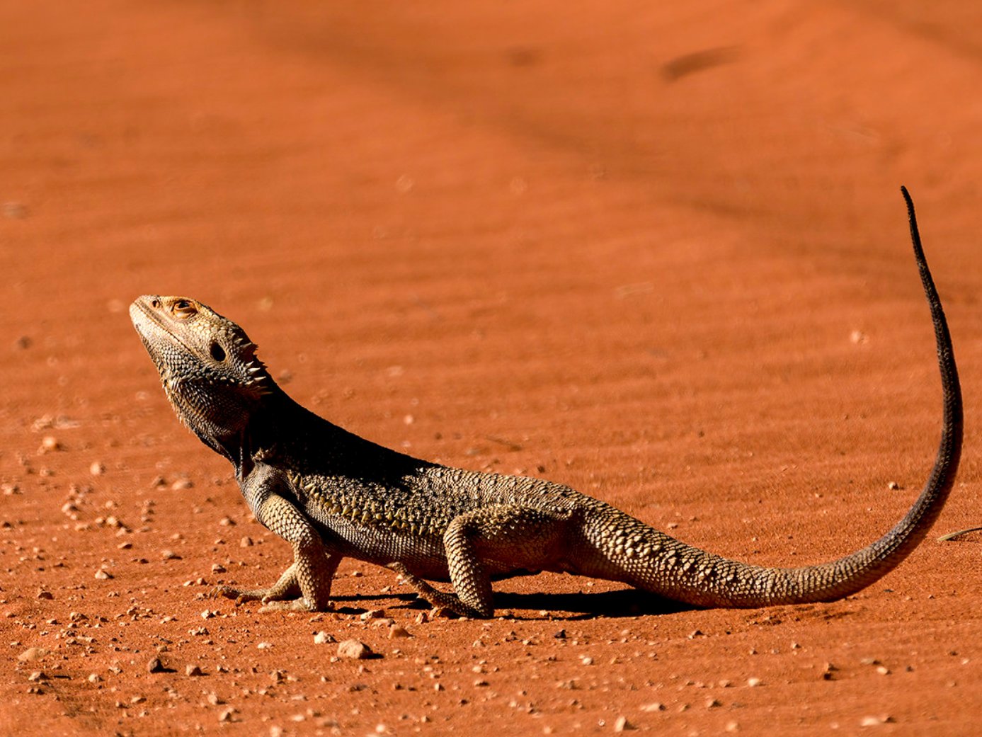 Sahara Desert Lizards