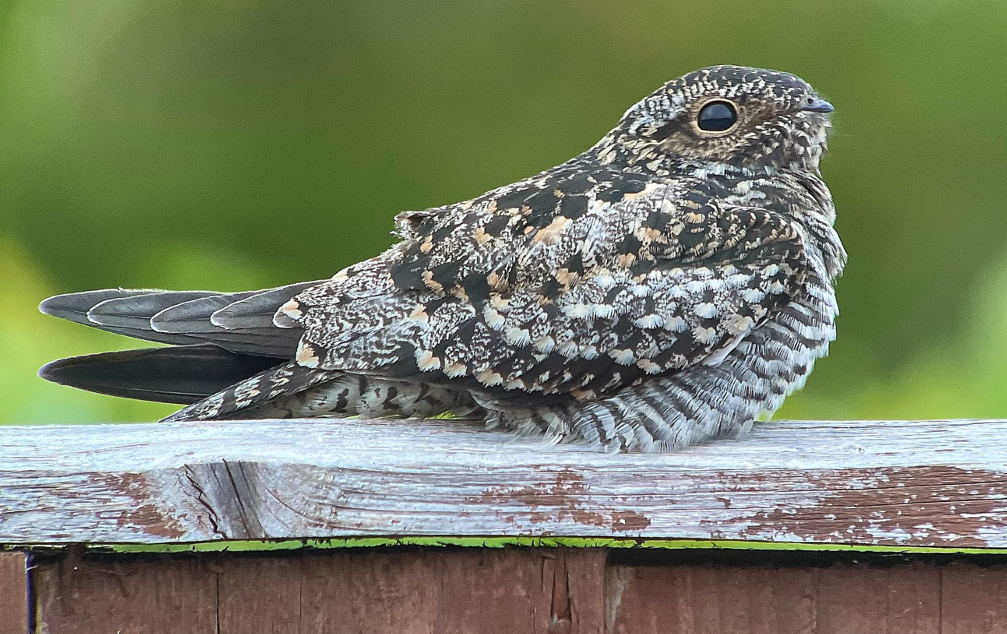 Common Poorwill In Flight