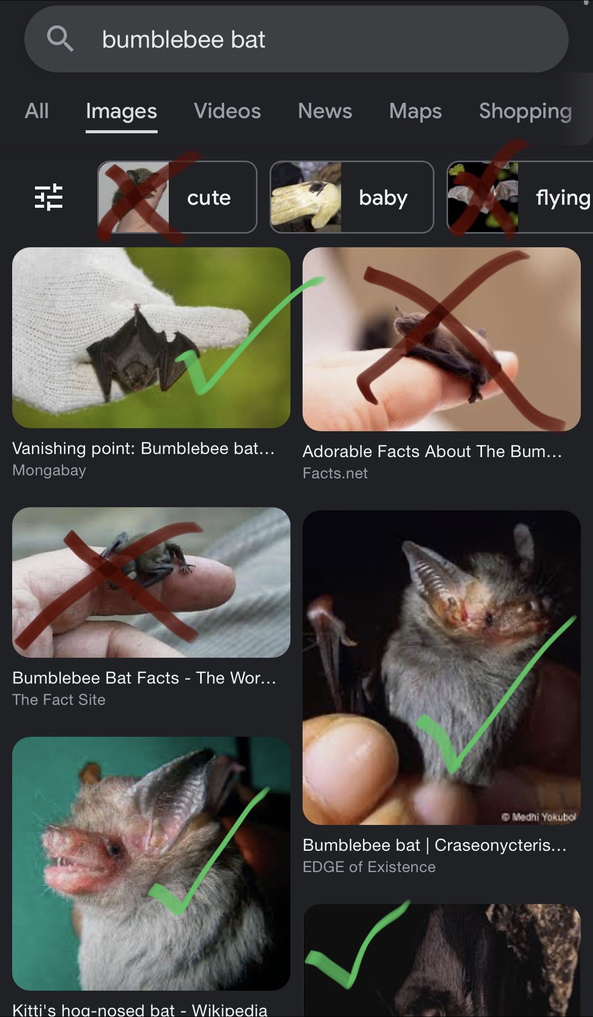 Cute Bumblebee Bat