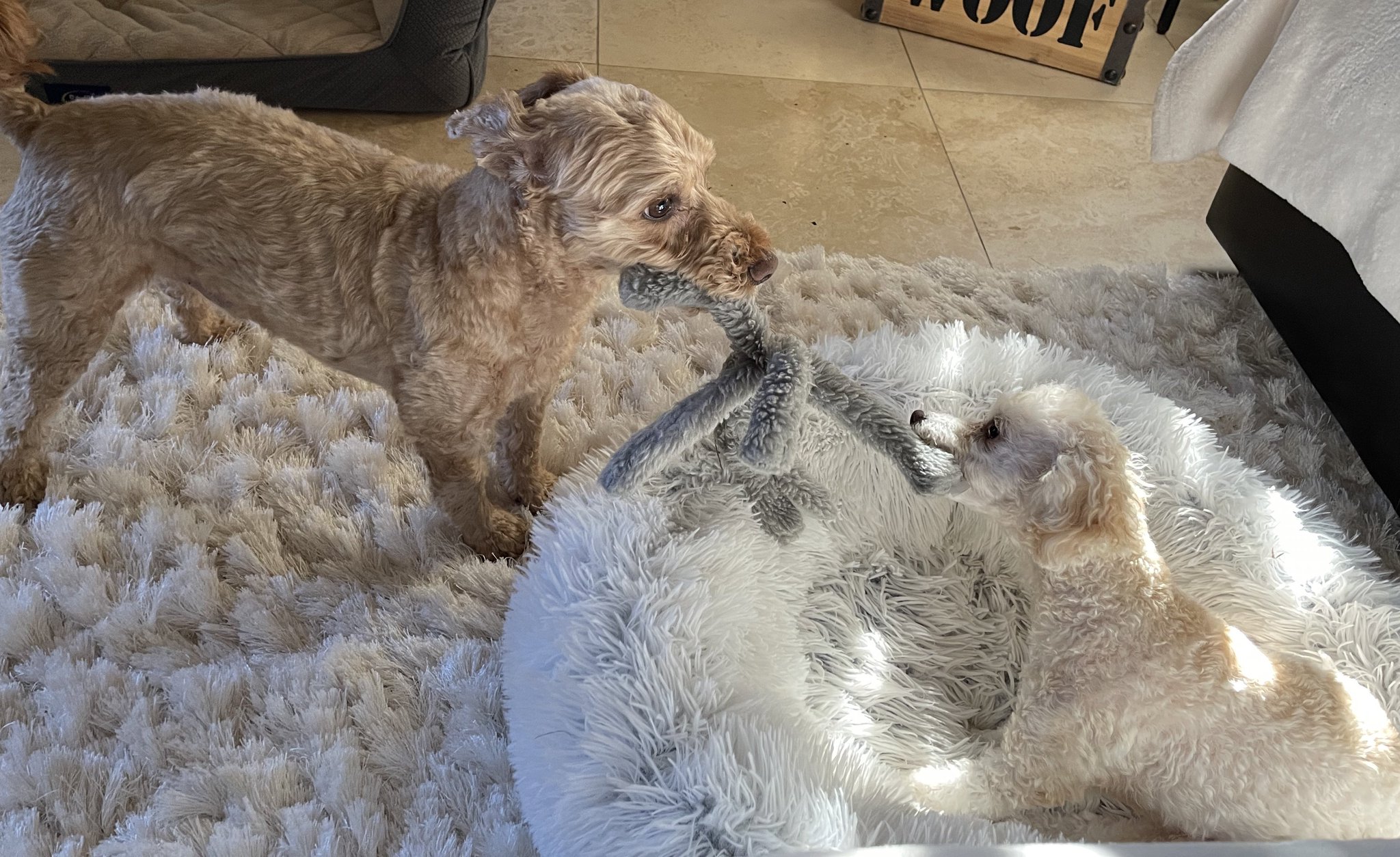 TW Pornstars - 💟AubriLee💟. Twitter. My babies 💖🐕🐕!. 12:55 AM - 27 Sep 2022