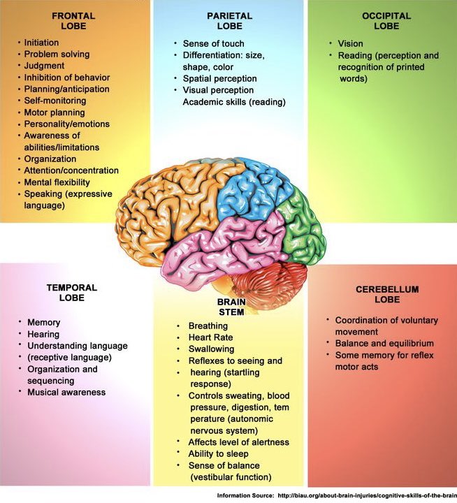 Parts Of The Brain And Their Functions Chart