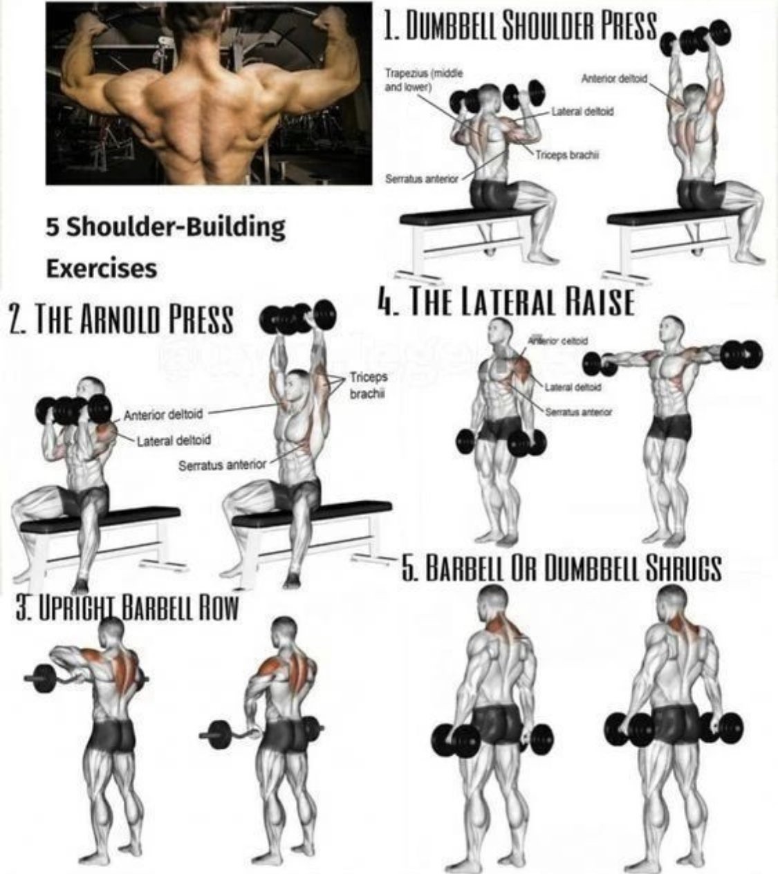 Shoulder Exercises Chart