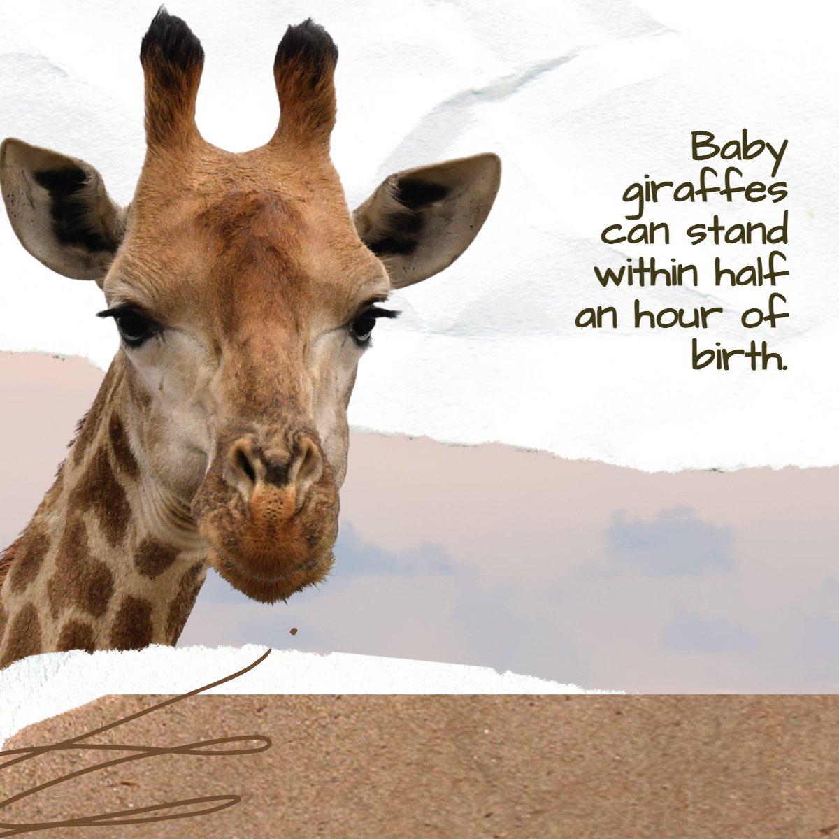 Giraffe Quotes