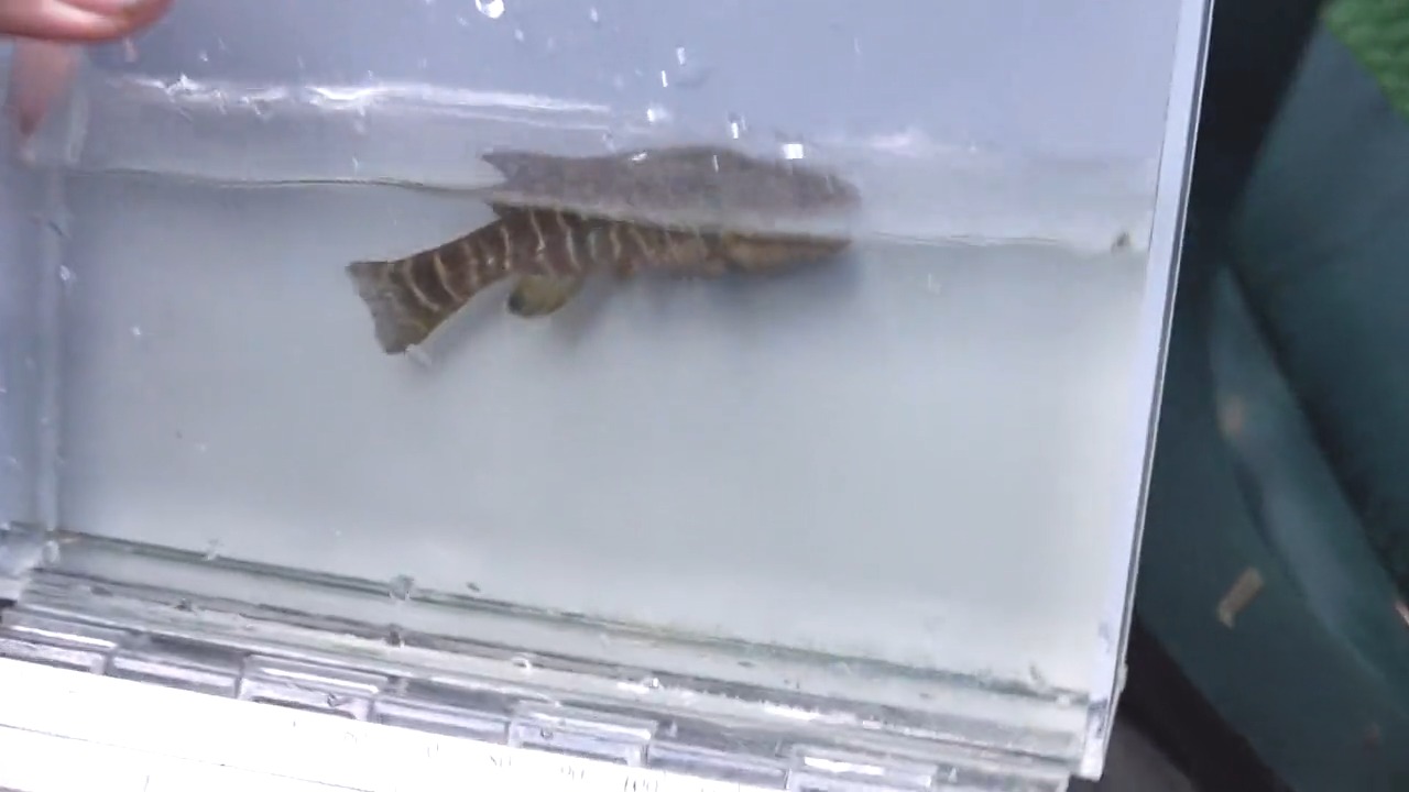 Redfin Pickerel Aquarium