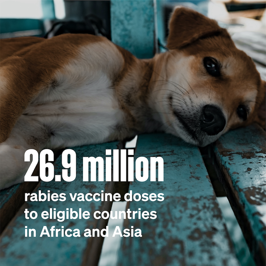 How Many Doses Of Rabies Shots Do Dogs Need