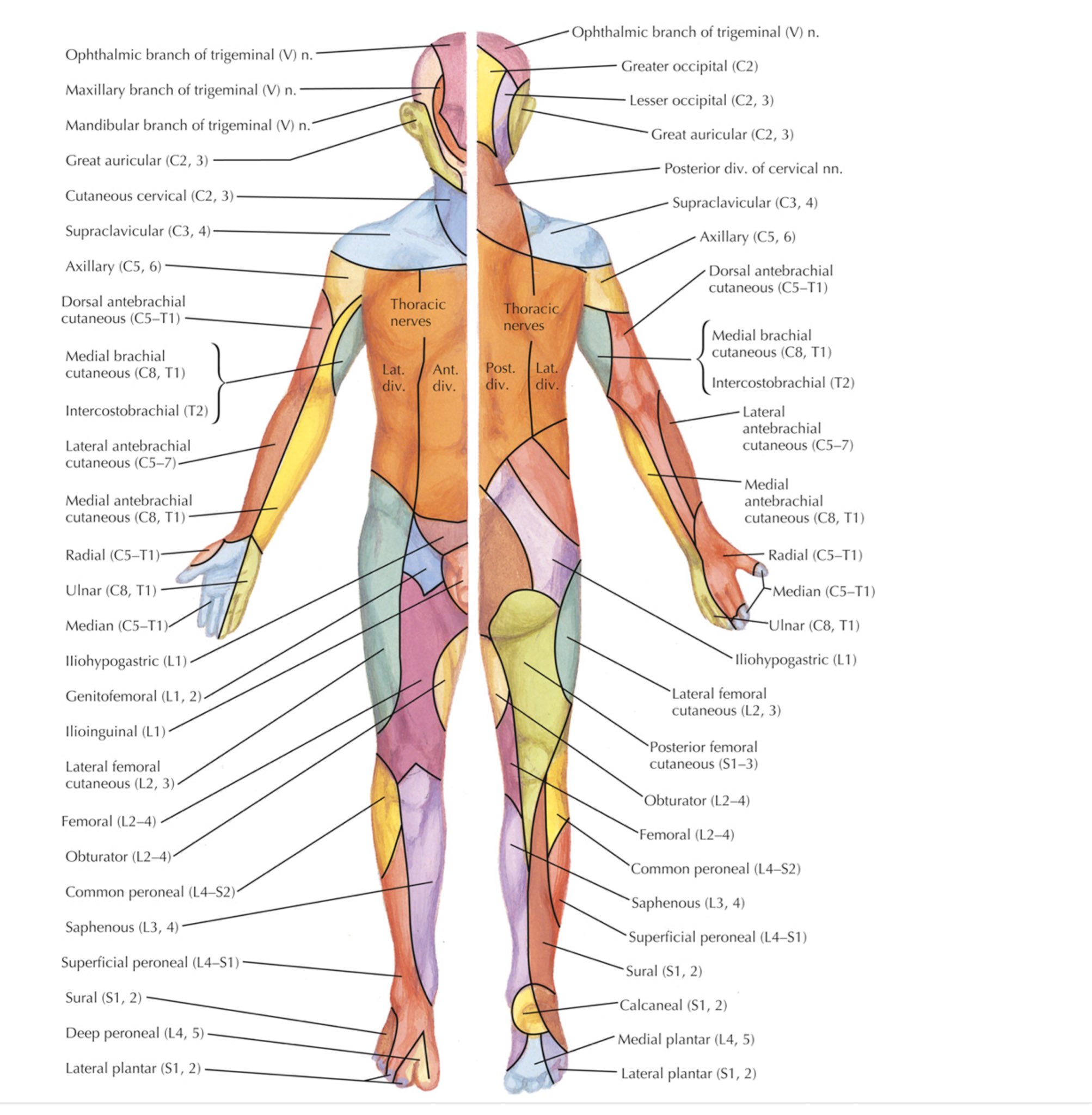 Cutaneous Innervation Of Peripheral Nerves Poster, 45% OFF