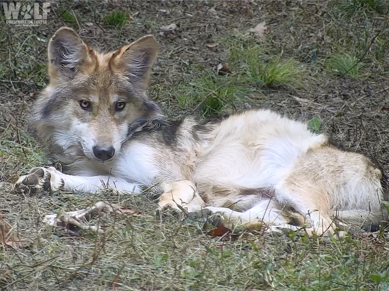 Beautiful Grey Wolf With Blue Eyes