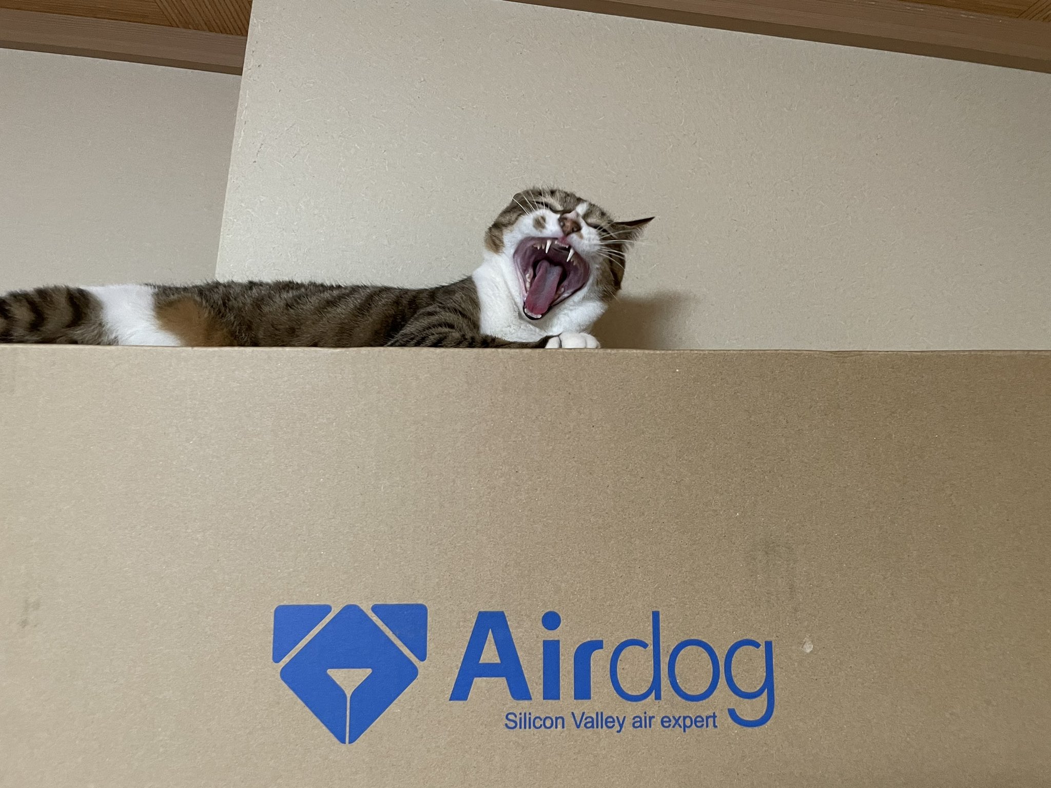 ねこめがね on Twitter: "Air dog on the CAT https://t.co/uJT2fSp0R7" / Twitter