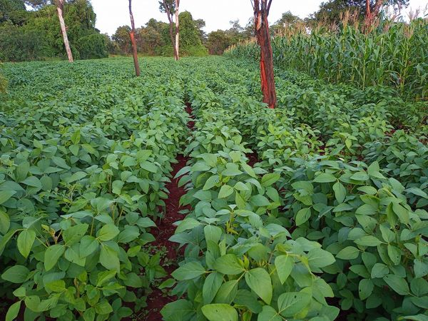 Profitable Small-scale Soya Bean Production for 1 hectare A thread... # ...