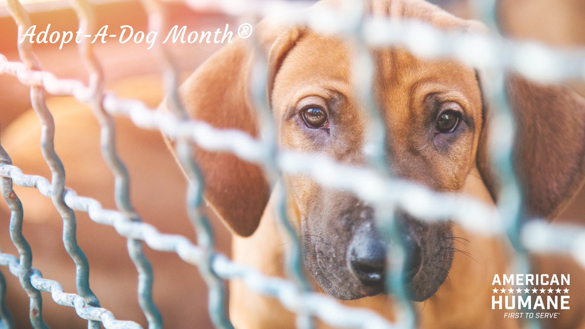 Kinley, the 2022 Guide/Hearing Hero Dog - American Humane - American Humane